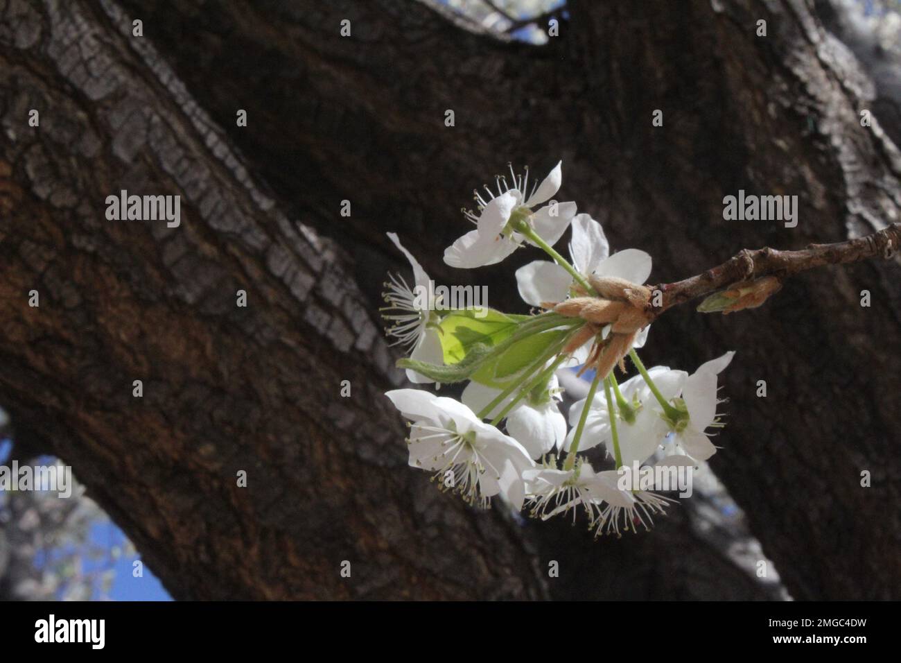 Little white popcorn tree blossoms Stock Photo - Alamy
