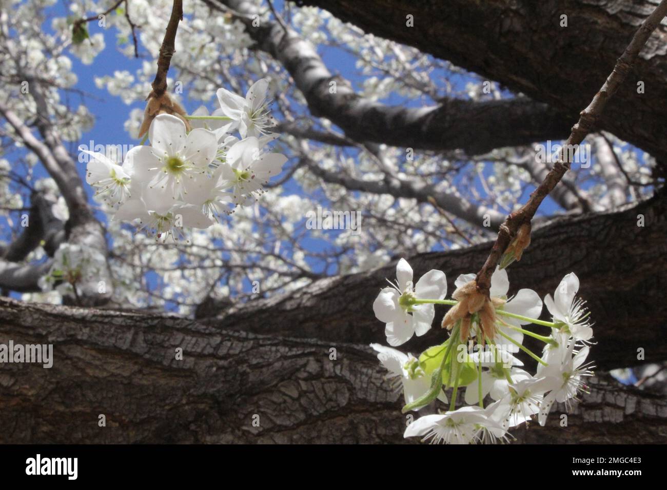 Little white popcorn tree blossoms Stock Photo - Alamy
