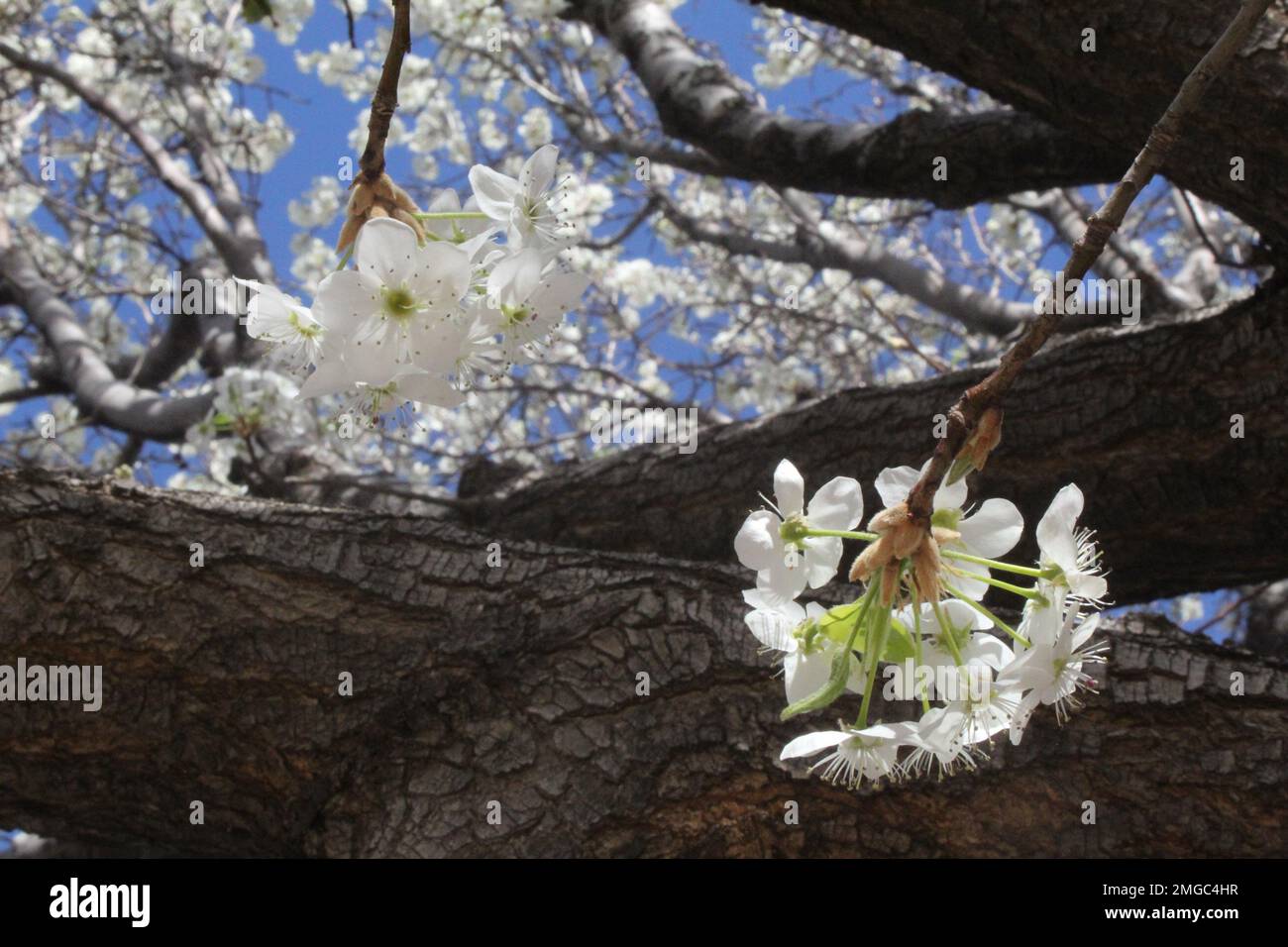Little white popcorn tree blossoms Stock Photo - Alamy