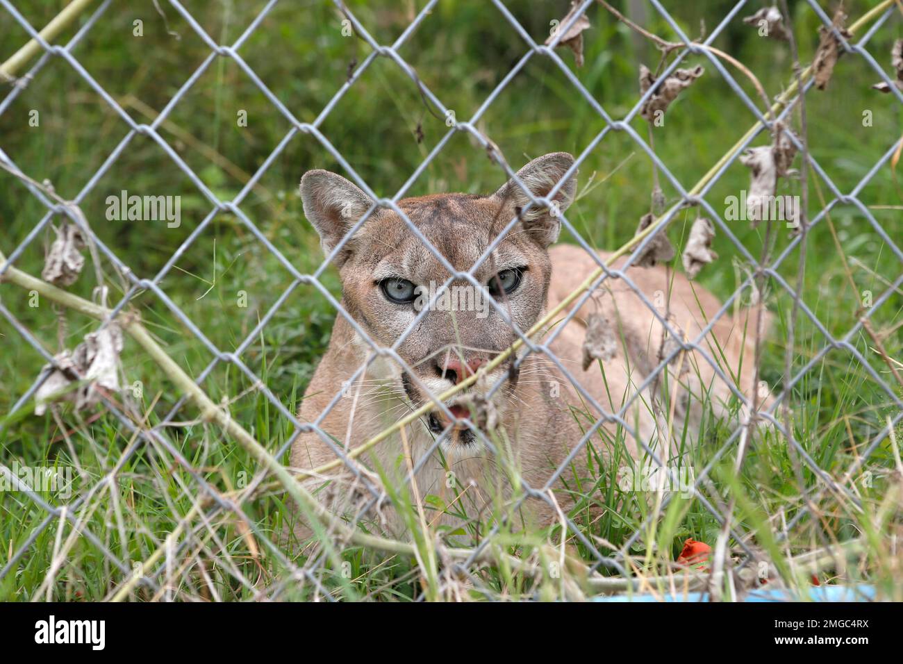 A puma rests in its enclosure at the Wildlife Friends Foundation ...