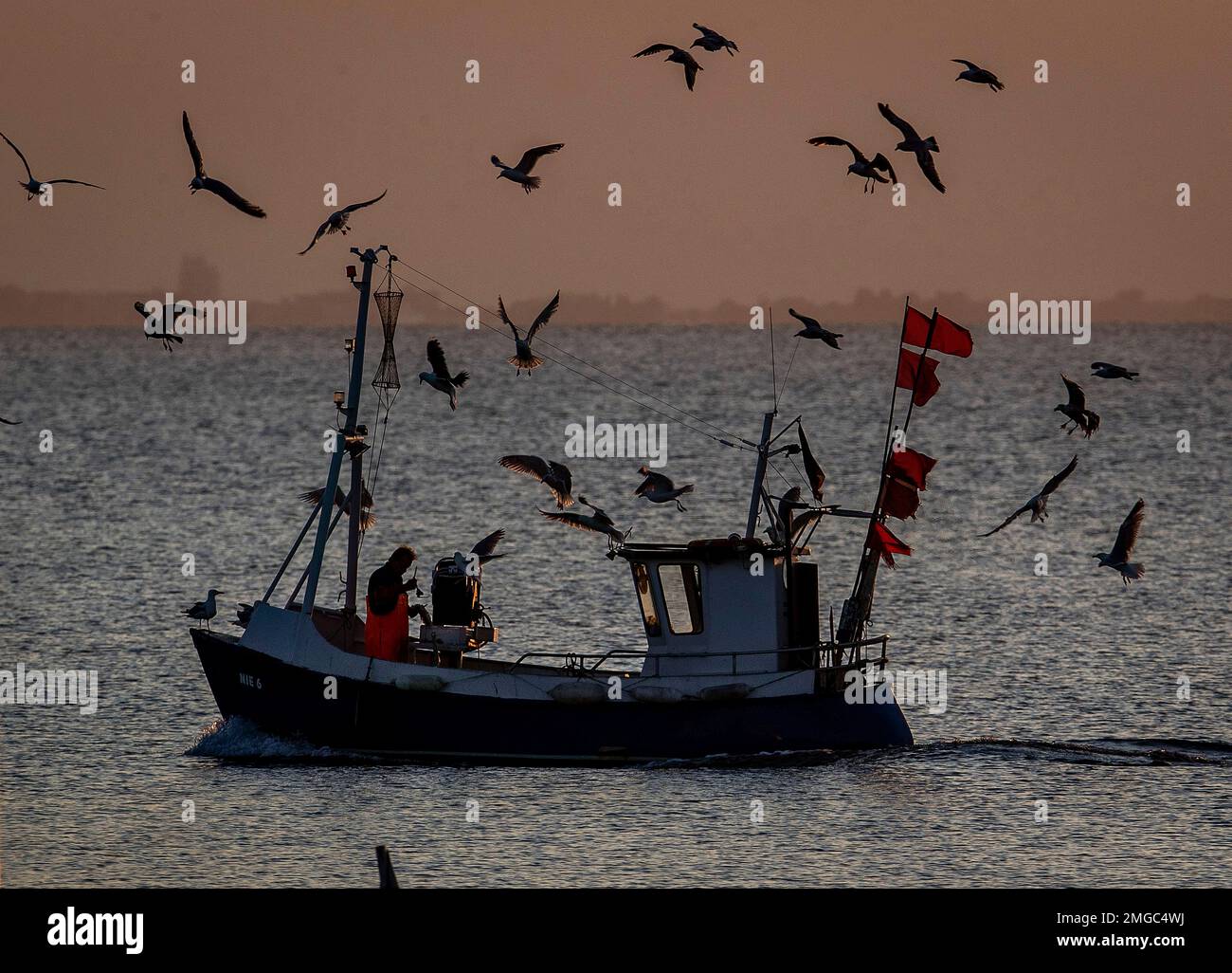Sea gulls follow a fishing boat on the Baltic Sea near Timmendorfer ...