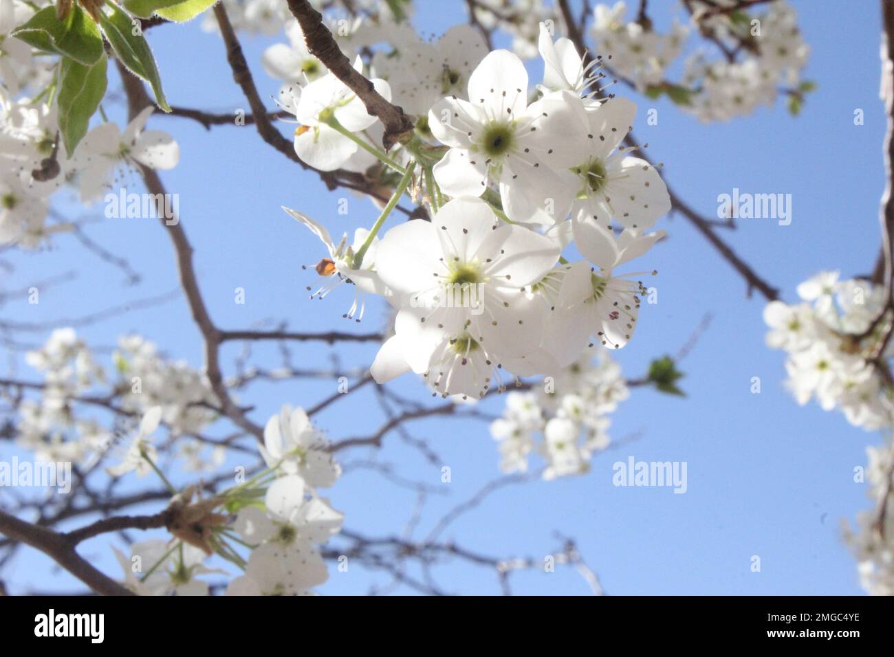 Little white popcorn tree blossoms Stock Photo - Alamy