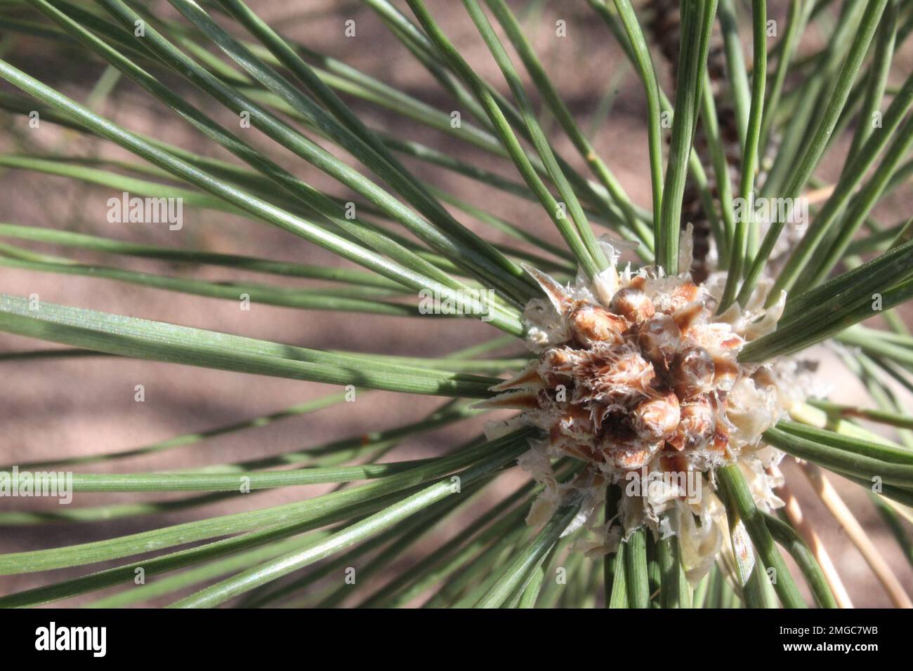 Pinecones in a bushy spikey pine tree Stock Photo - Alamy