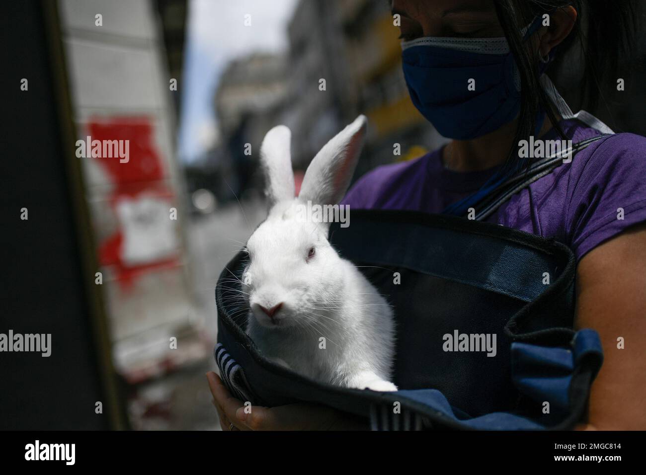A woman wearing a protective face mask holds her rabbit called Toby ...