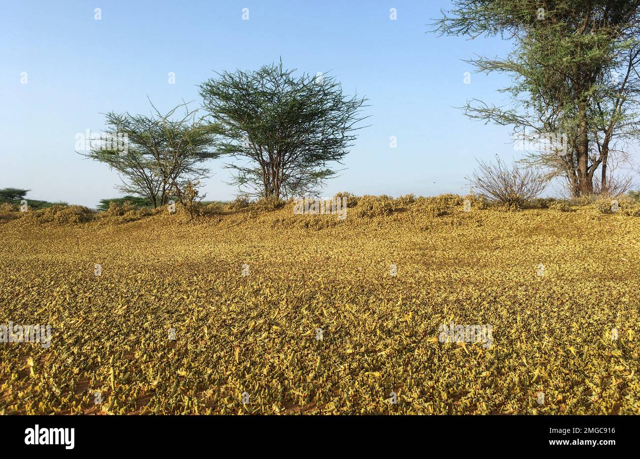 Locusts swarm on the ground south of Lodwar town in Turkana county ...