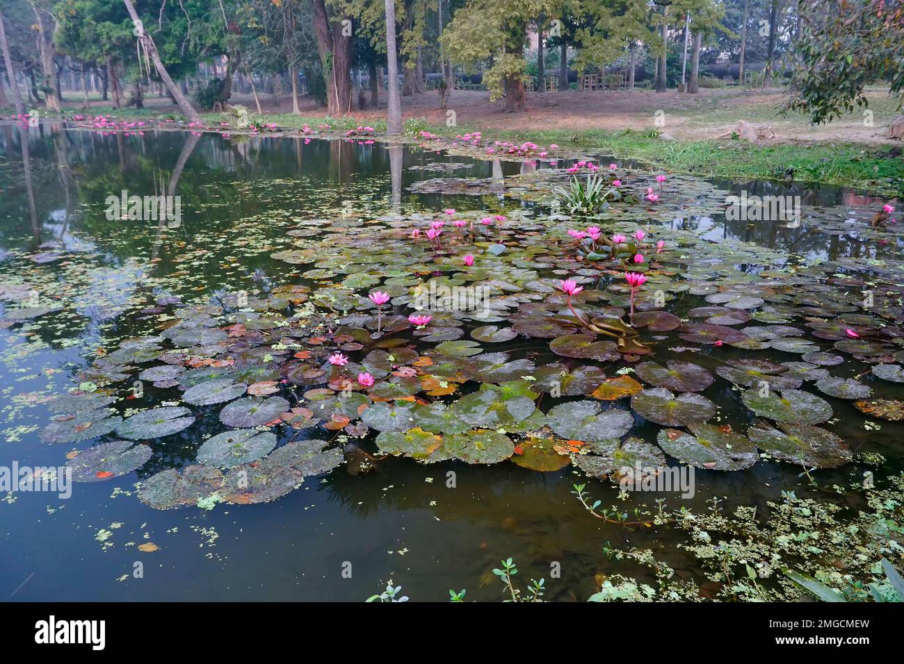 Colourful view of a pond filled with leaves of Nymphaea , aquatic ...