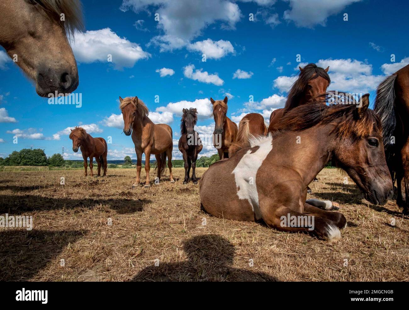Iceland stallions gather on a meadow at a stud farm in Wehrheim near ...