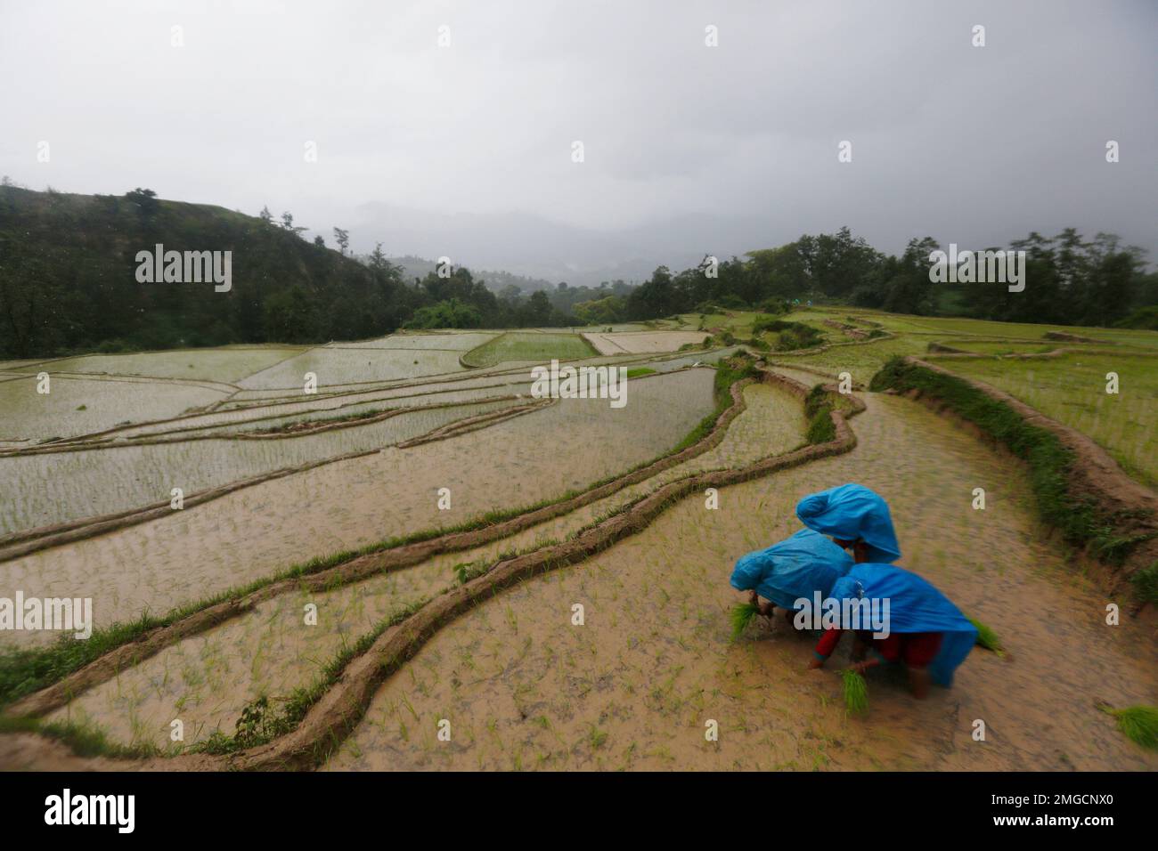 Nepalese farmers plant paddy during Asar Pandra or national paddy day ...