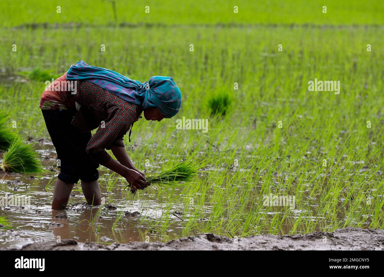 A Nepalese farmer plants paddy during Asar Pandra or national paddy day ...
