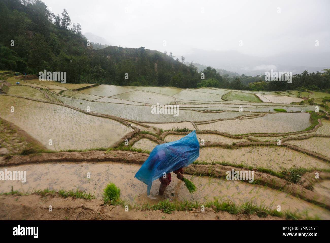 A Nepalese farmer plants paddy during Asar Pandra or national paddy day ...