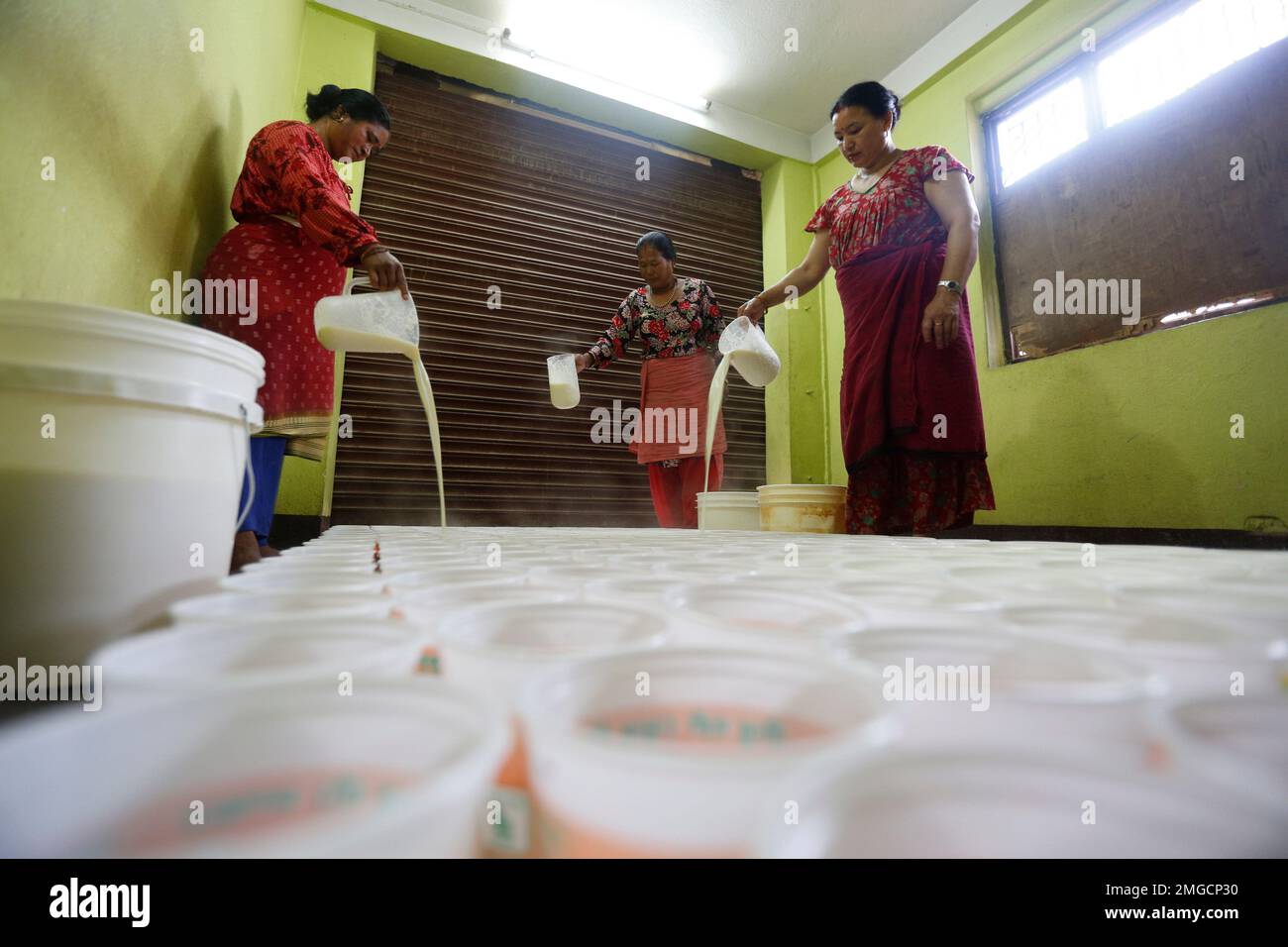 Traditional Nepalese yogurt makers pour milk into containers to prepare ...