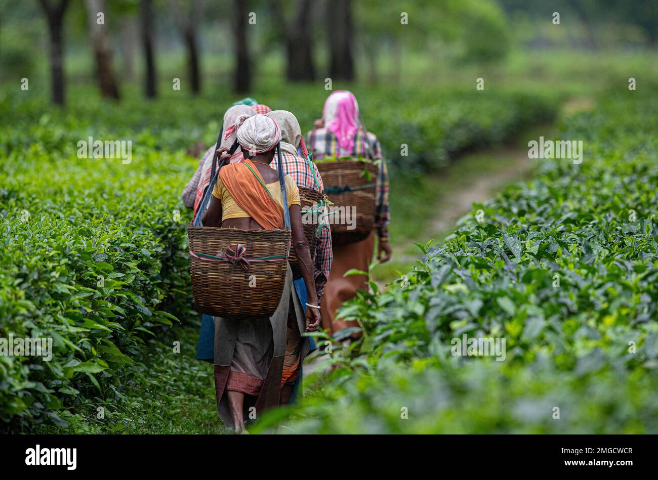Indian pluckers carry tea leaves in their baskets at a tea garden in ...