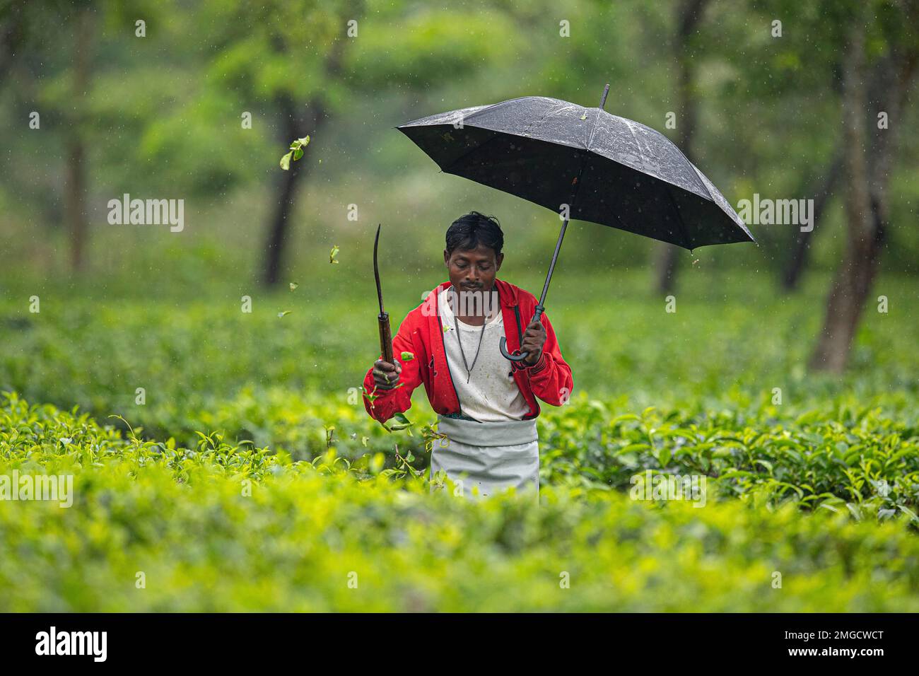 An Indian worker trims tea plants at a tea garden in Biswanath Chariali ...