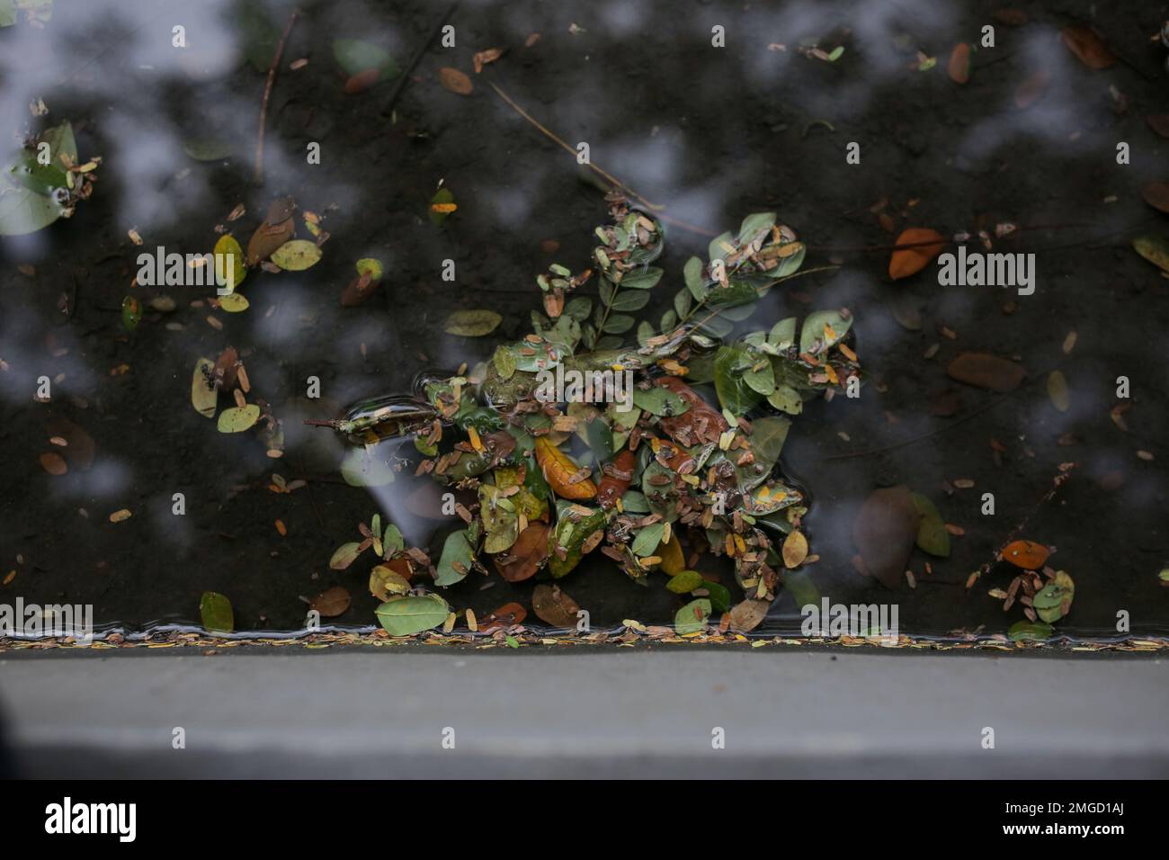 Out of focus and slightly blurry photos Stock Photo - Alamy