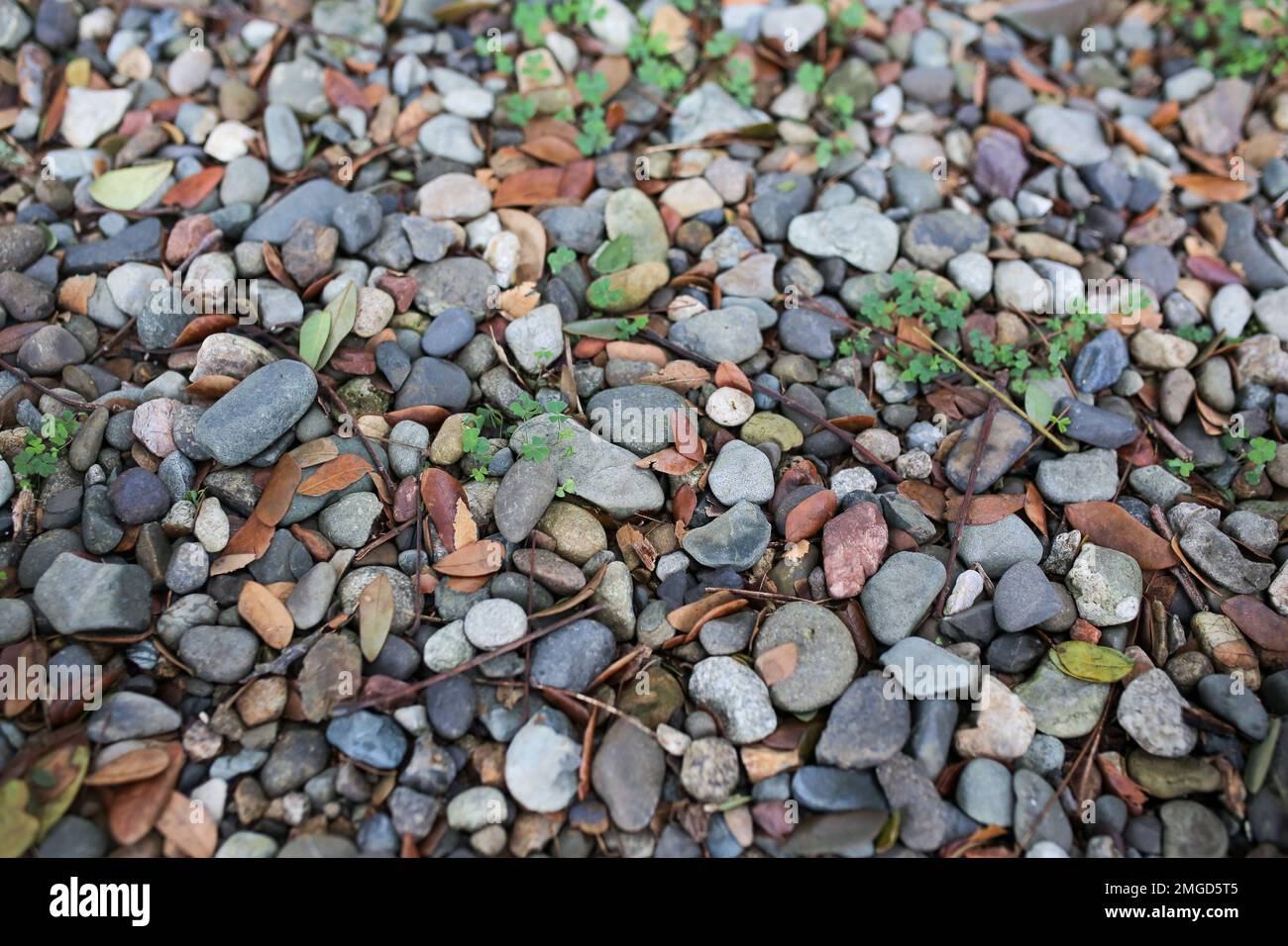 Out of focus and slightly blurry photos Stock Photo - Alamy