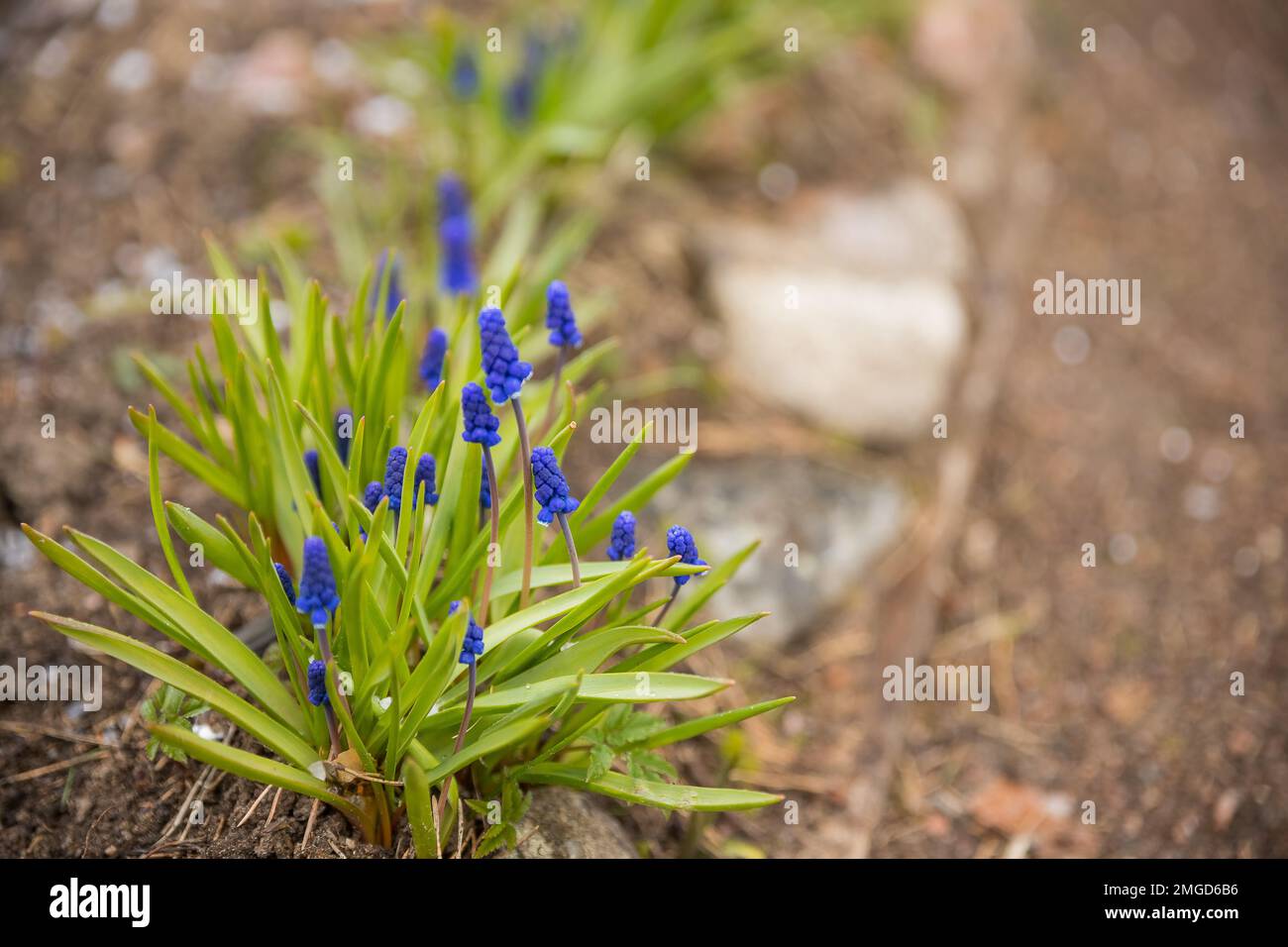 Muscari bulbs in a flower border covered in snow in spring. Sunny ...