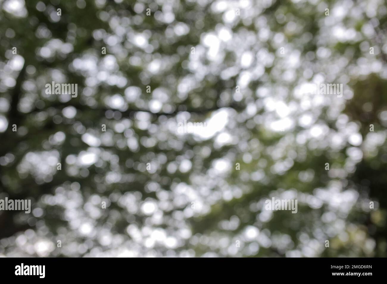 Out of focus and slightly blurry photos Stock Photo - Alamy