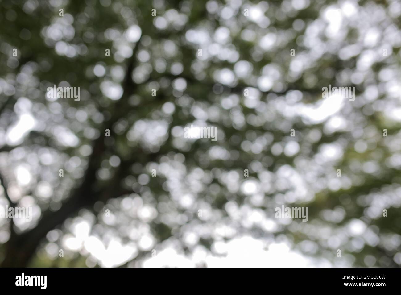 Beautiful blurry out focus spring hi-res stock photography and images - Alamy