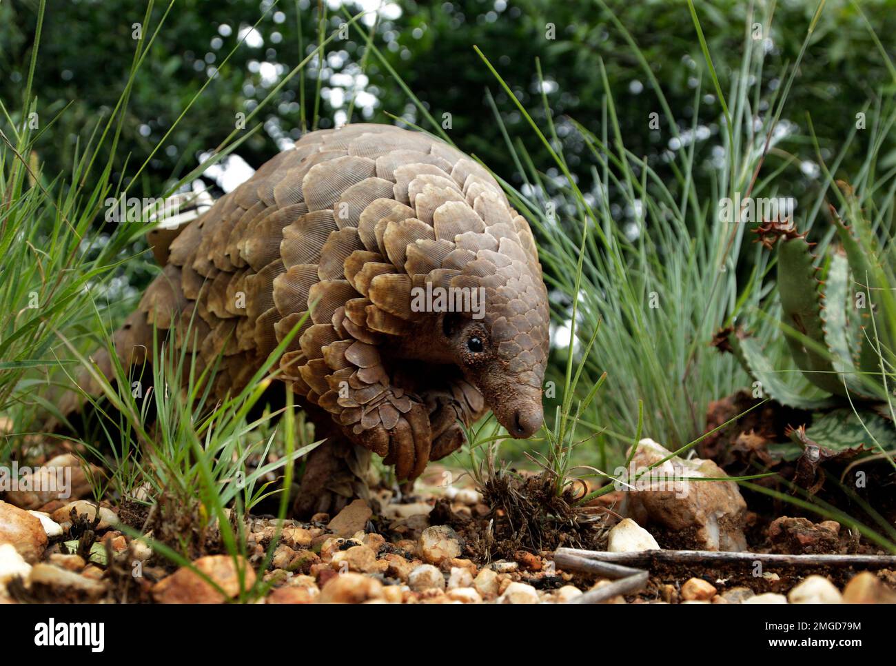 FILE - In this Feb. 15, 2019 file photo, a pangolin looks for food on ...