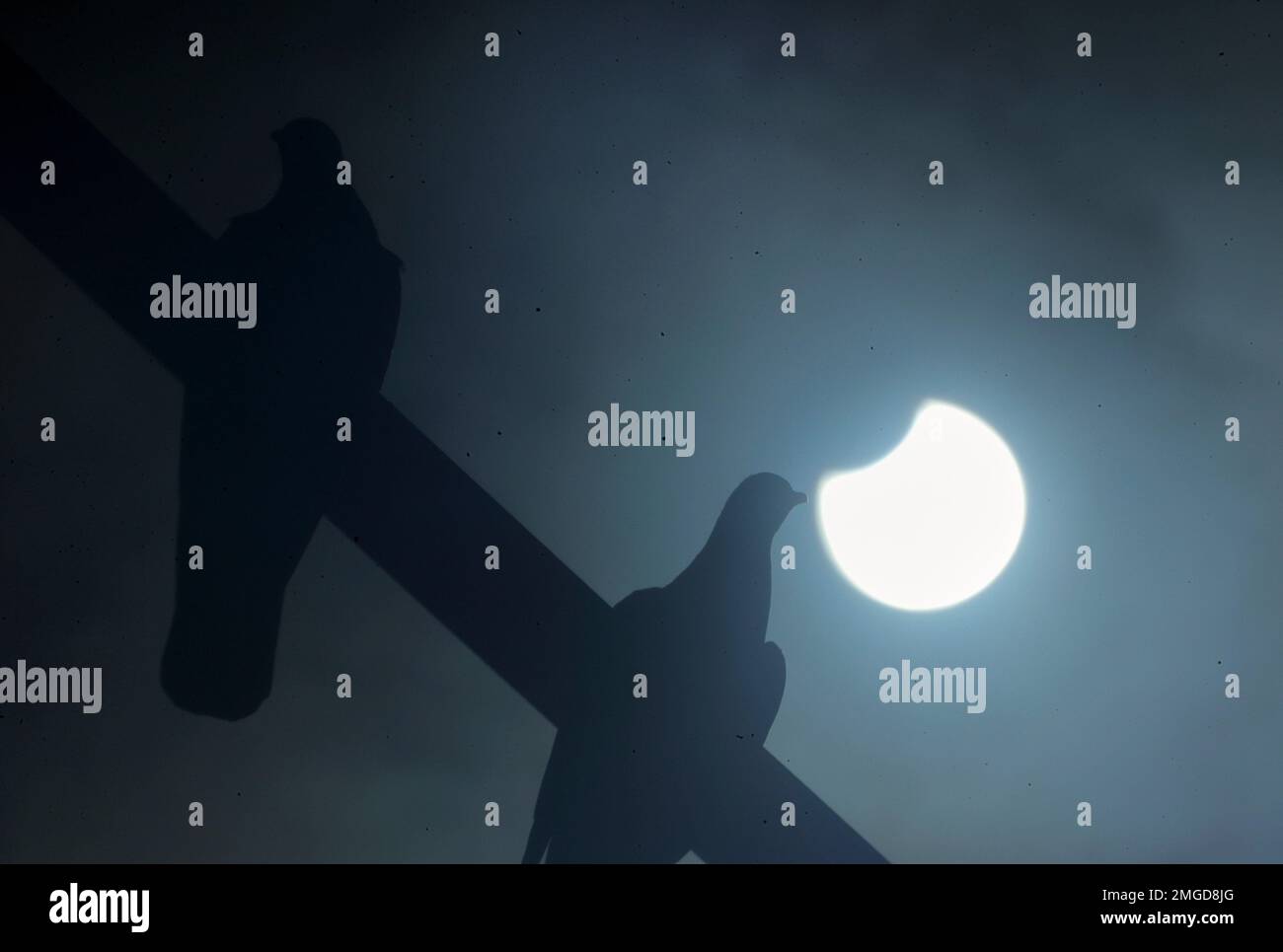Pigeons roost on a pole as the sun forms crescent during solar eclipse ...