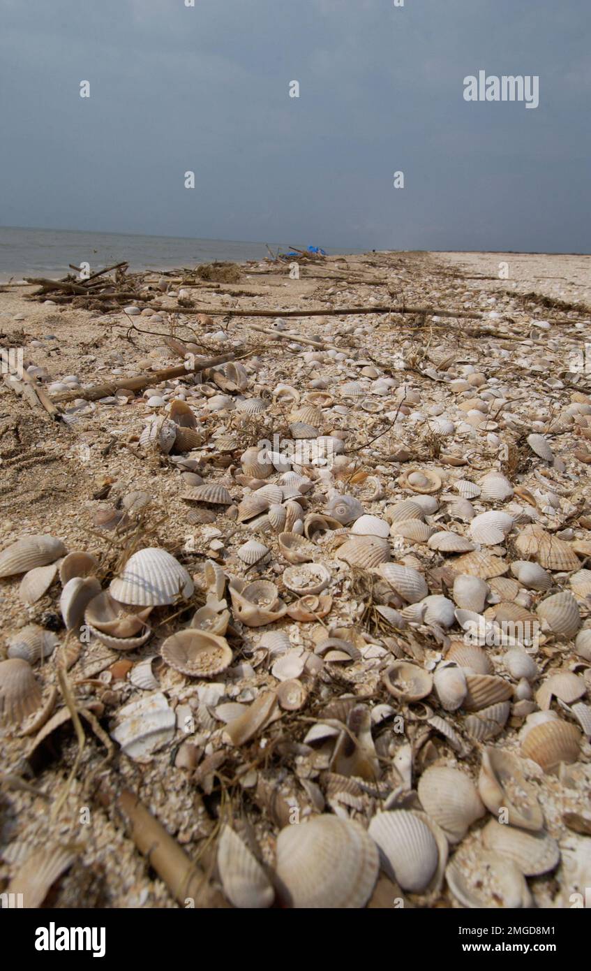 Dolphin Rescue - 26-HK-130-364. Hurricane Katrina Stock Photo - Alamy