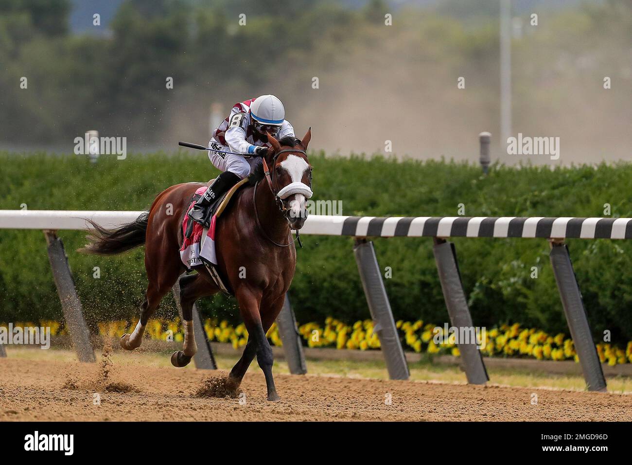 Tiz the Law (8), with jockey Manny Franco up, approaches the finish ...