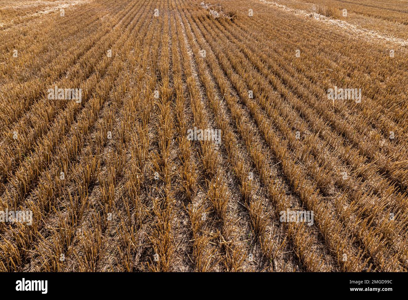 Stubble in the field after harvest. Cut stalks of cereals in the field ...