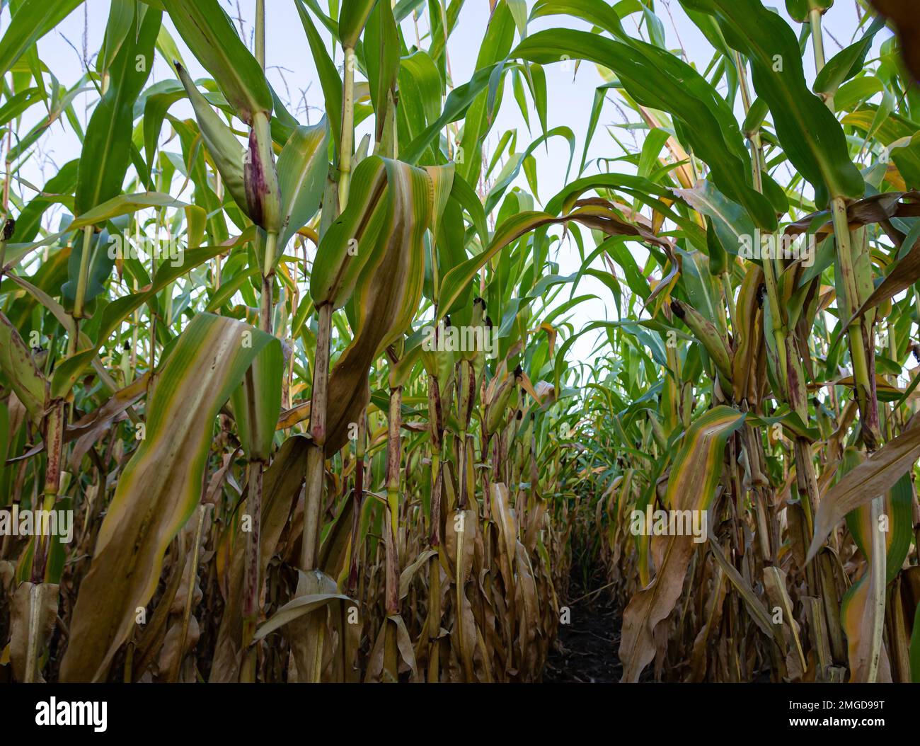 autumn corn field. Plants grow in rows. Corn harvest Stock Photo - Alamy