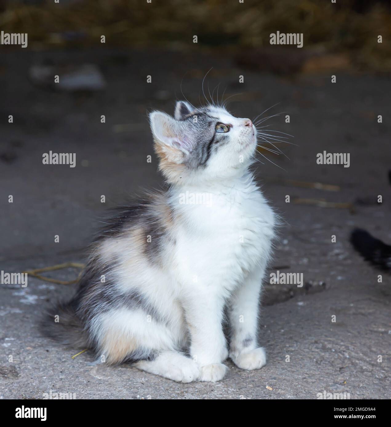 Little kitten. Baby Cat playing on open air. Funny Pet living on the ...