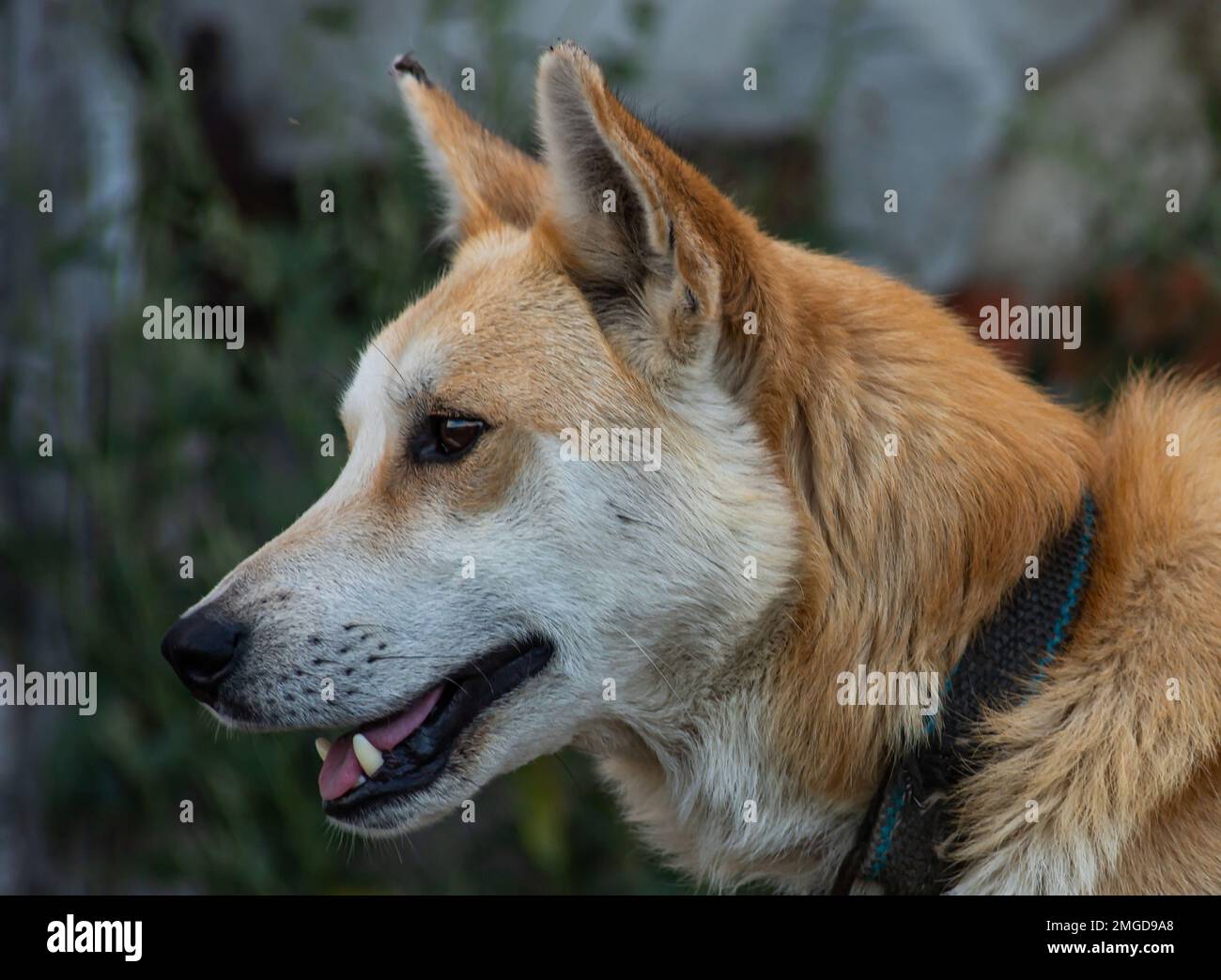 Red dog on the street. Mixed breed dog on a farm in the village Stock ...