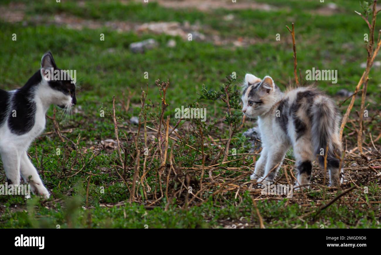 Little kitten. Baby Cat playing on open air. Funny Pet living on the ...