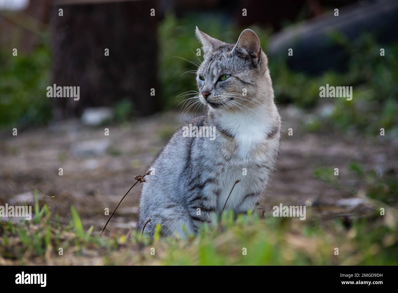 Little kitten. Baby Cat playing on open air. Funny Pet living on the ...