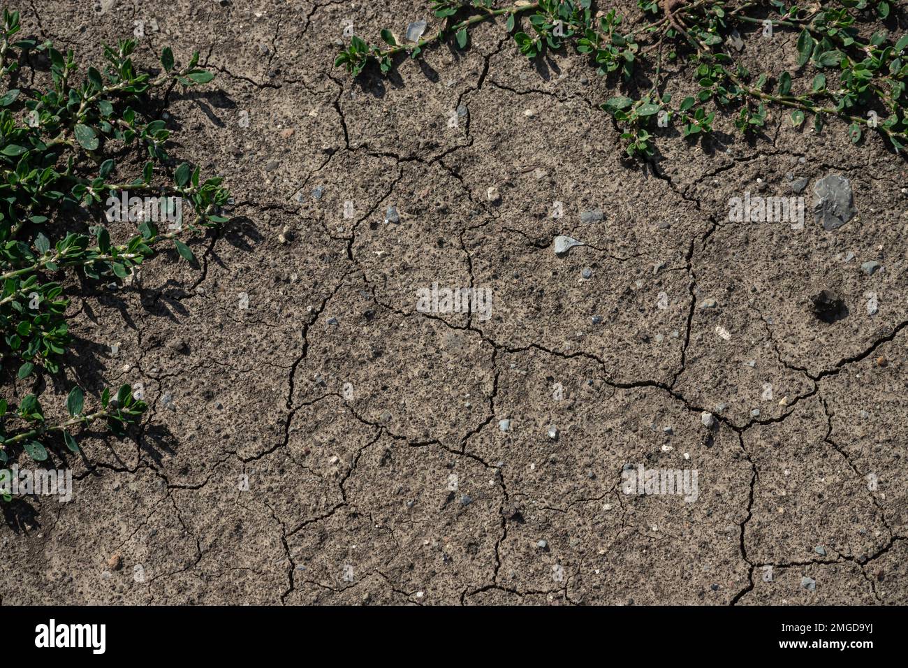 Cracked Earth and green grass. Dried Ground Texture Stock Photo - Alamy