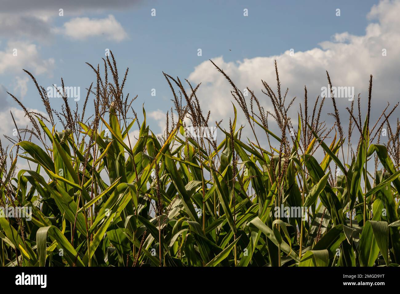 Corn field in the sunny and blue sky Stock Photo - Alamy