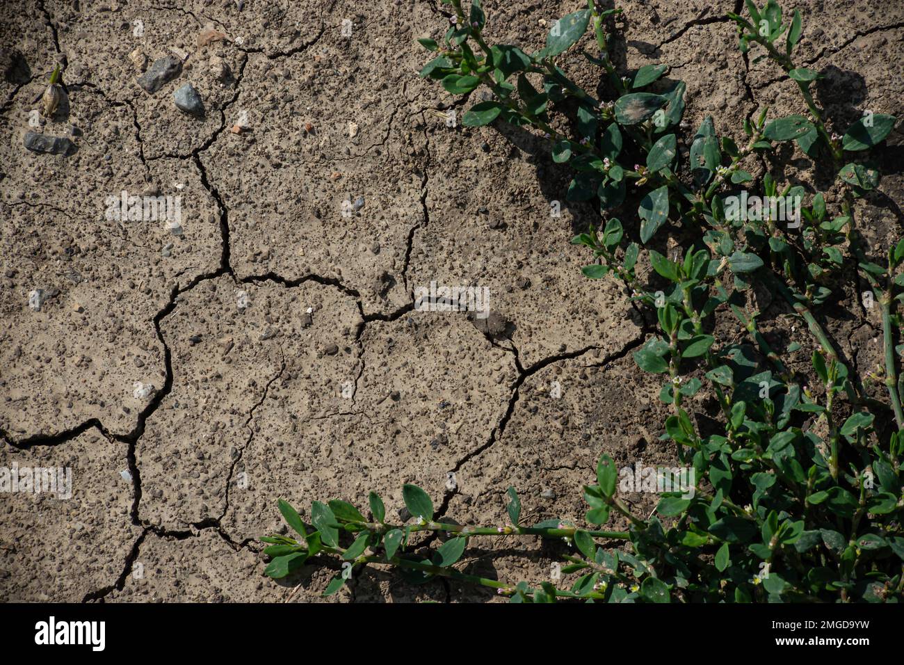 Cracked Earth and green grass. Dried Ground Texture Stock Photo - Alamy