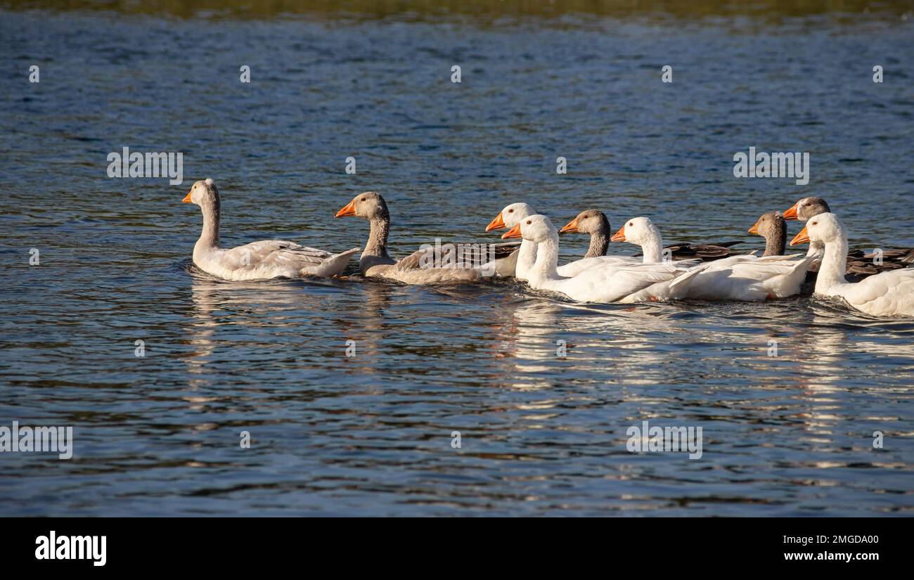Farm life. A flock of white and gray geese swims in a blue pond Stock ...