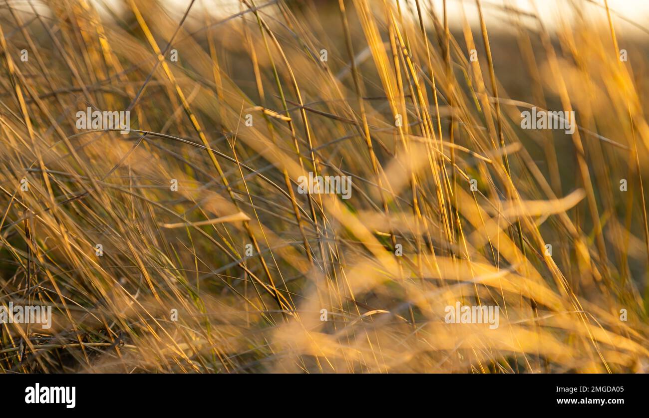 Brown grass flowers and Sun, brown grass flower field with nature brown ...