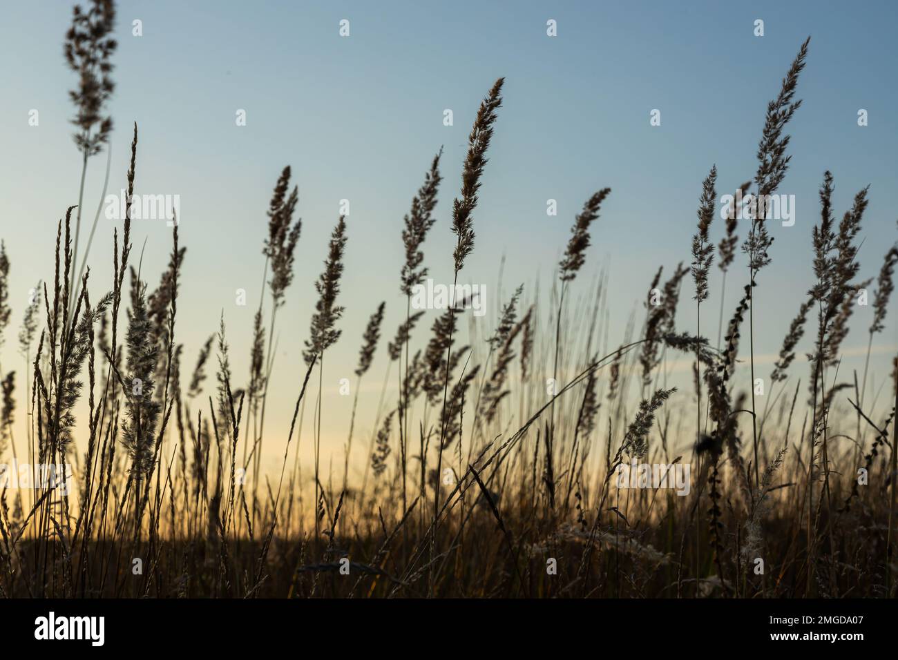 Brown grass flowers and Sun, brown grass flower field with nature brown ...