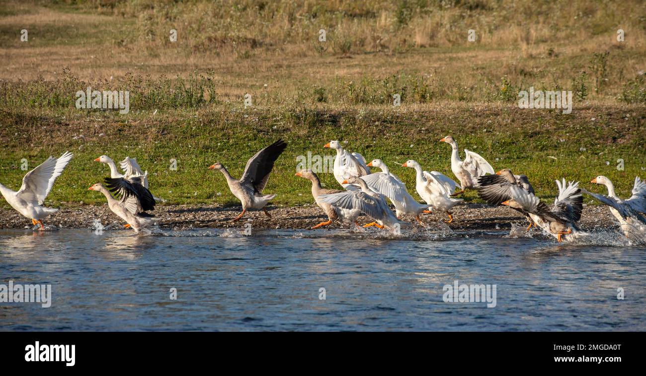 Group of white fronted geese resting and feeding in coastal golf course ...