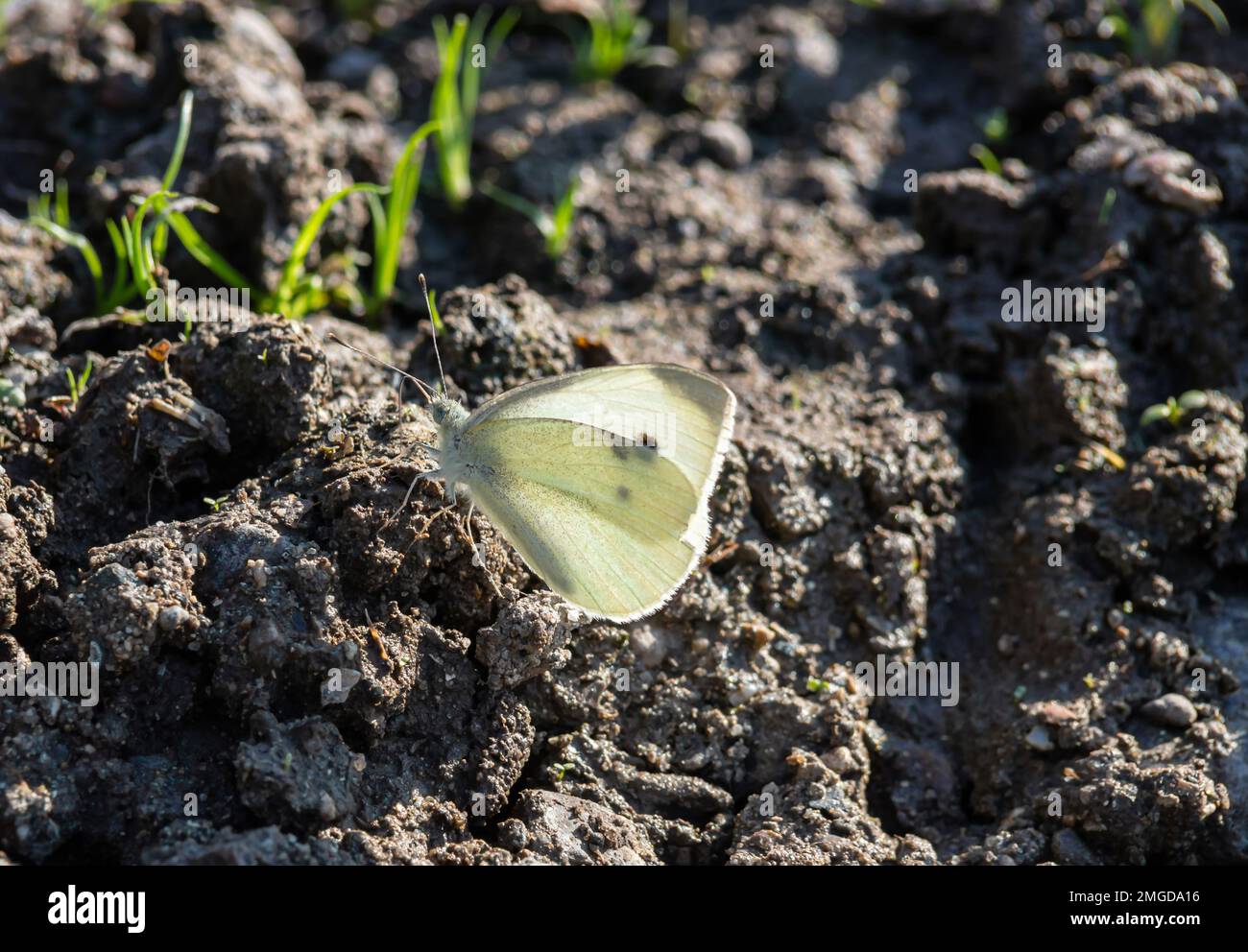 In hot summer day group of butterflies spends time by the river ...