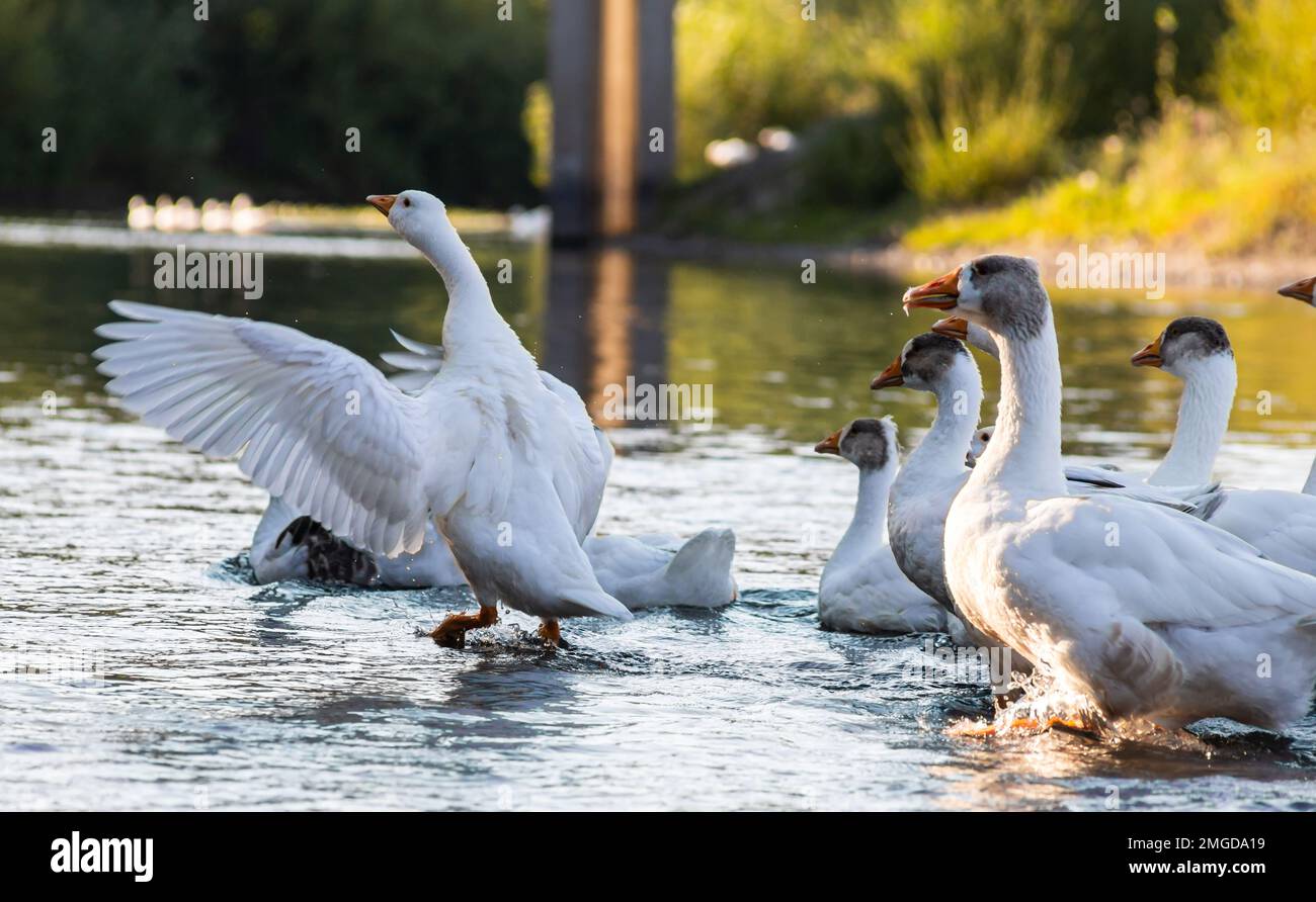 Farm life. A flock of white and gray geese swims in a blue pond Stock ...