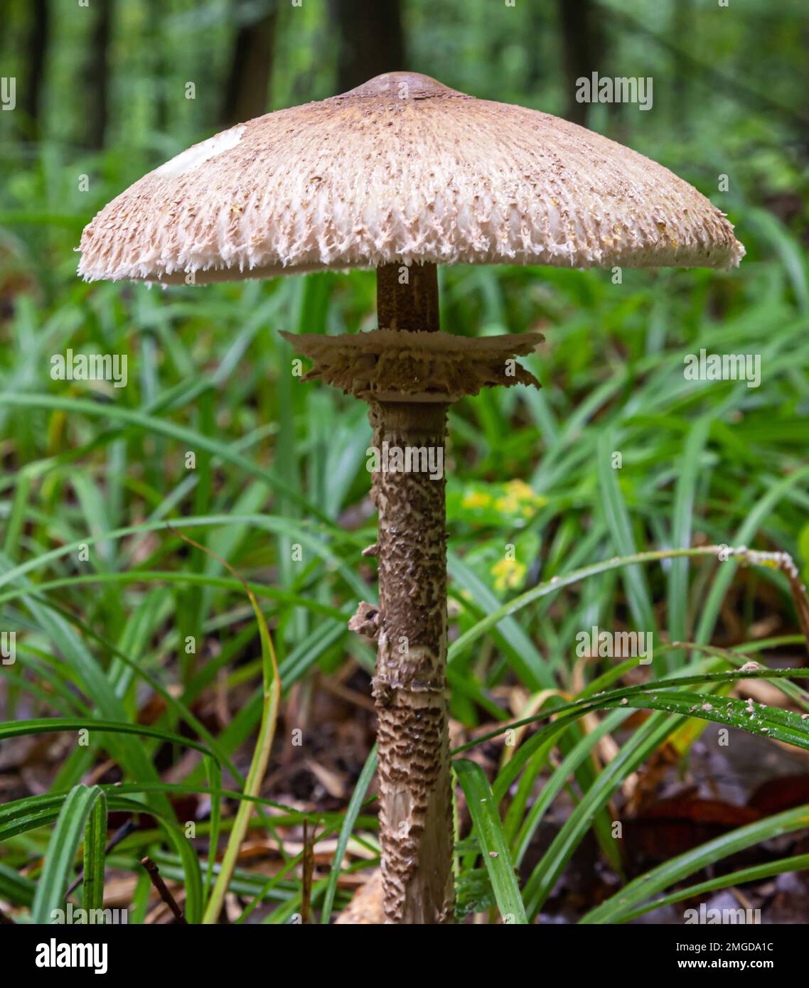 Macrolepiota procera, edible mushroom in the forest. Macrolepiota ...