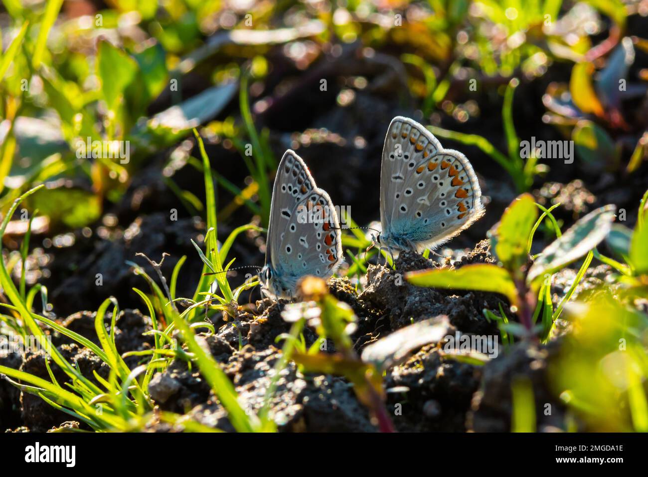 In hot summer day group of butterflies spends time by the river ...