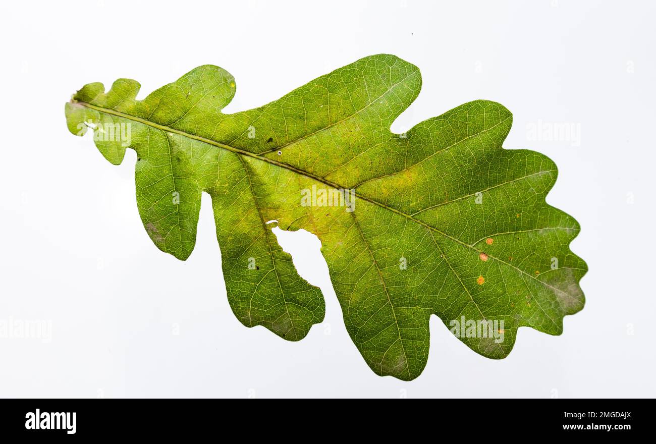 Lush green oak foliage hi-res stock photography and images - Alamy