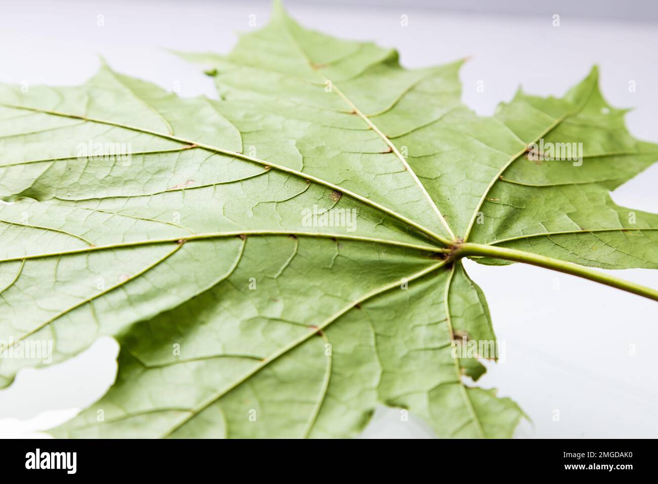 Green maple leaf isolated on white background Stock Photo - Alamy