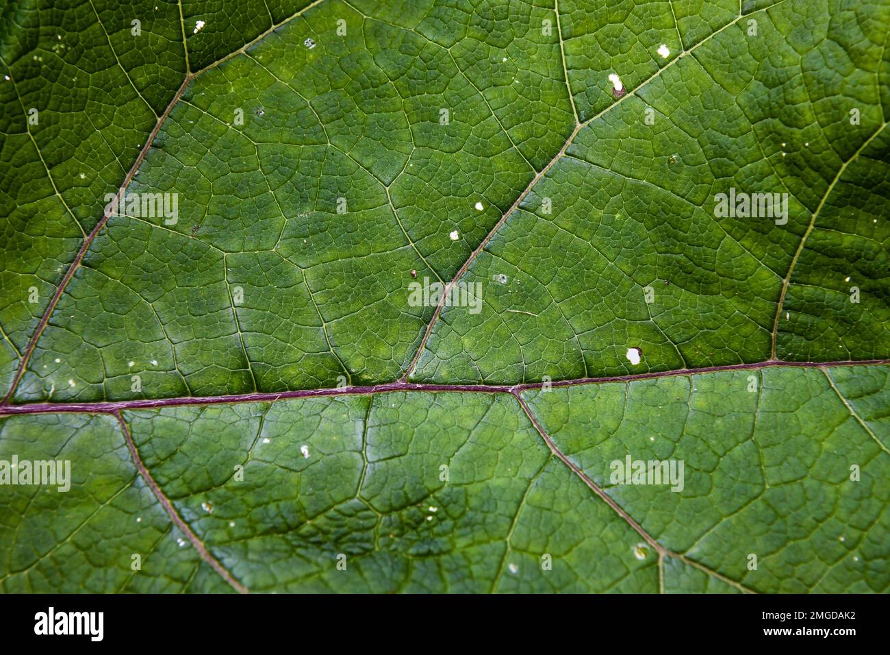 Macro Photo Of Natural Green Leaf Pattern Stock Photo - Alamy