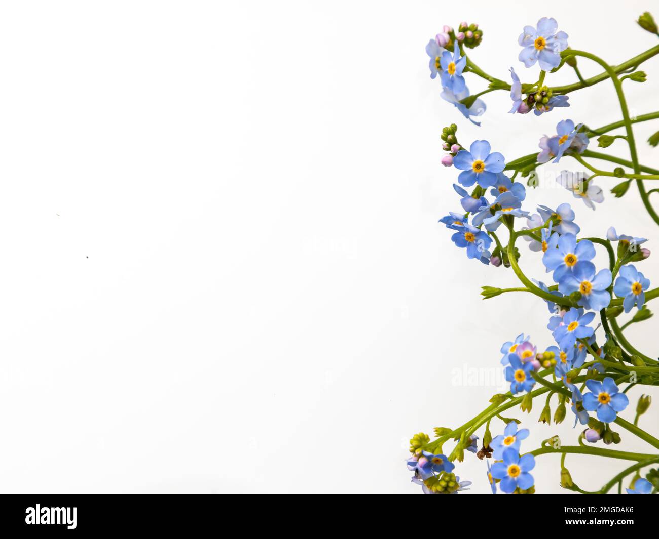 Spring is coming - bunch of forget-me-nots over white background Stock ...