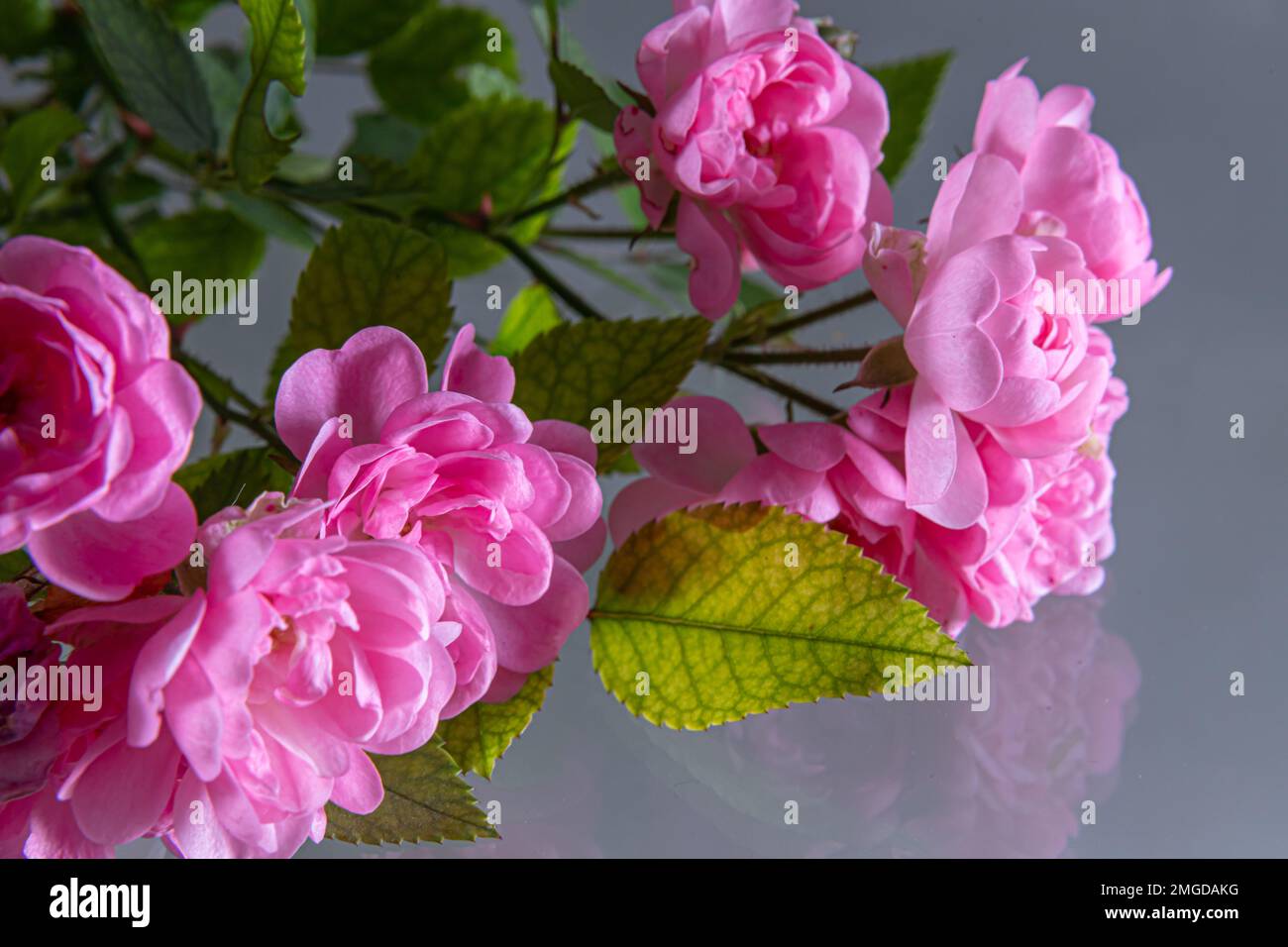 Pink roses bouquet with free space for text Stock Photo - Alamy