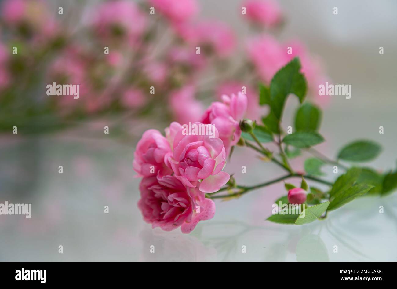 Light pink rose isolated on white background Stock Photo - Alamy