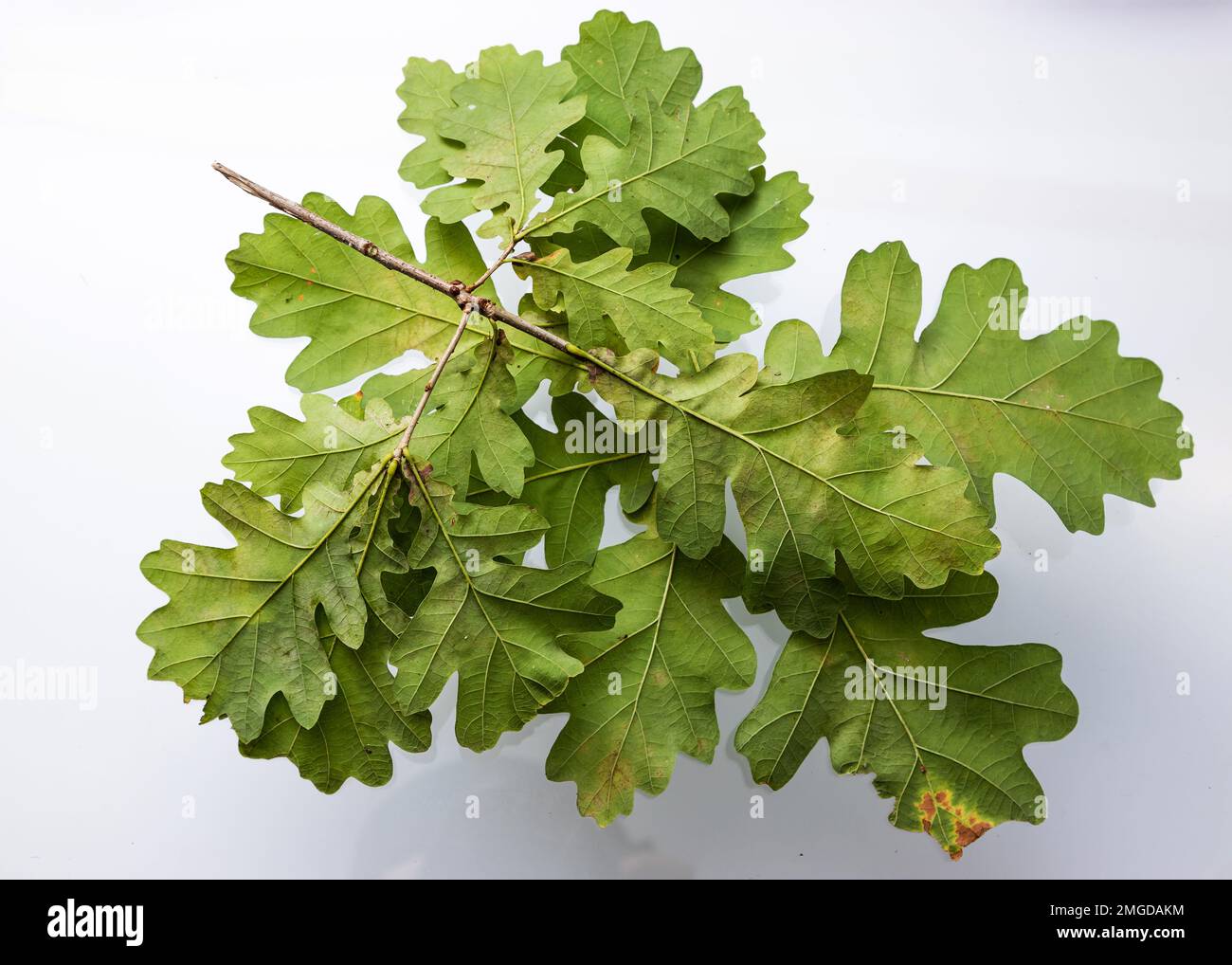 Branch of oak with young green leaves isolated on white background ...